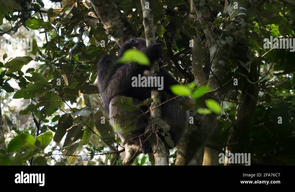 Chimpanzee screaming Stock Videos & Footage - HD and 4K Video Clips - Alamy