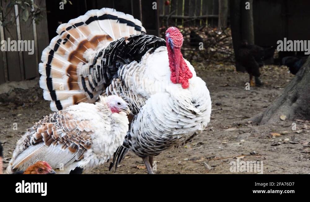 Mammals of turkey Stock Videos & Footage - HD and 4K Video Clips - Alamy