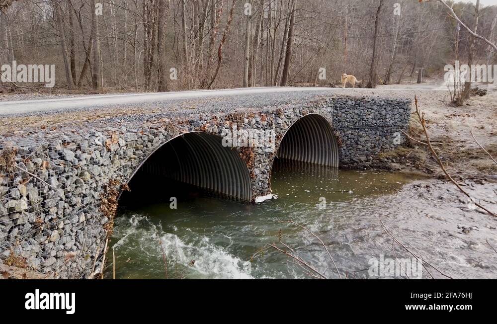 Dog stops on bridge over two culverts letting river water flow ...
