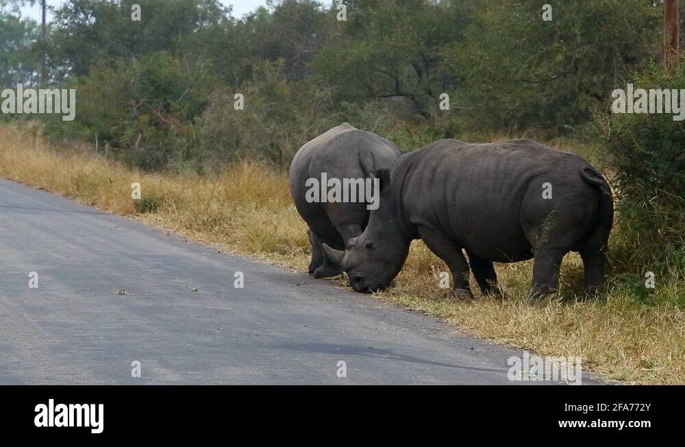 Pastoral pathway Stock Videos & Footage - HD and 4K Video Clips - Alamy