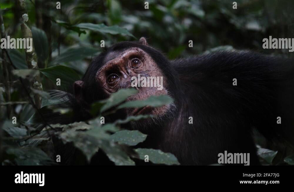 Chimpanzee face Stock Videos & Footage - HD and 4K Video Clips - Alamy