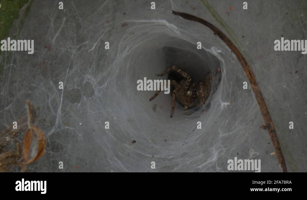 Exploding spider exploding wolf spider Stock Videos & Footage - HD and ...