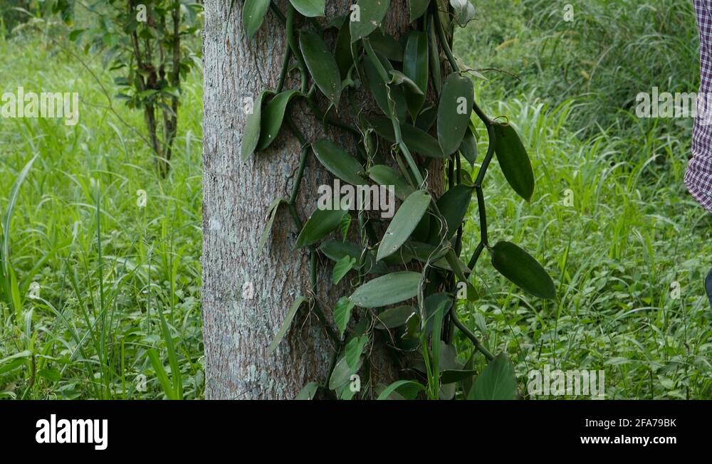 Vanilla plant Stock Videos & Footage - HD and 4K Video Clips - Alamy