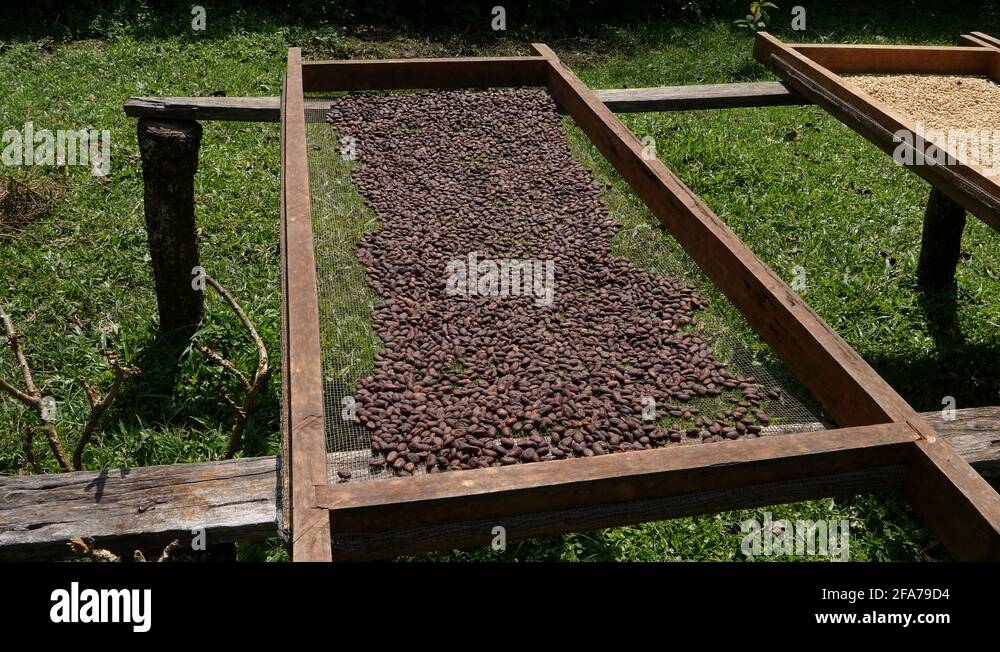 Cocoa beans drying Stock Videos & Footage - HD and 4K Video Clips - Alamy