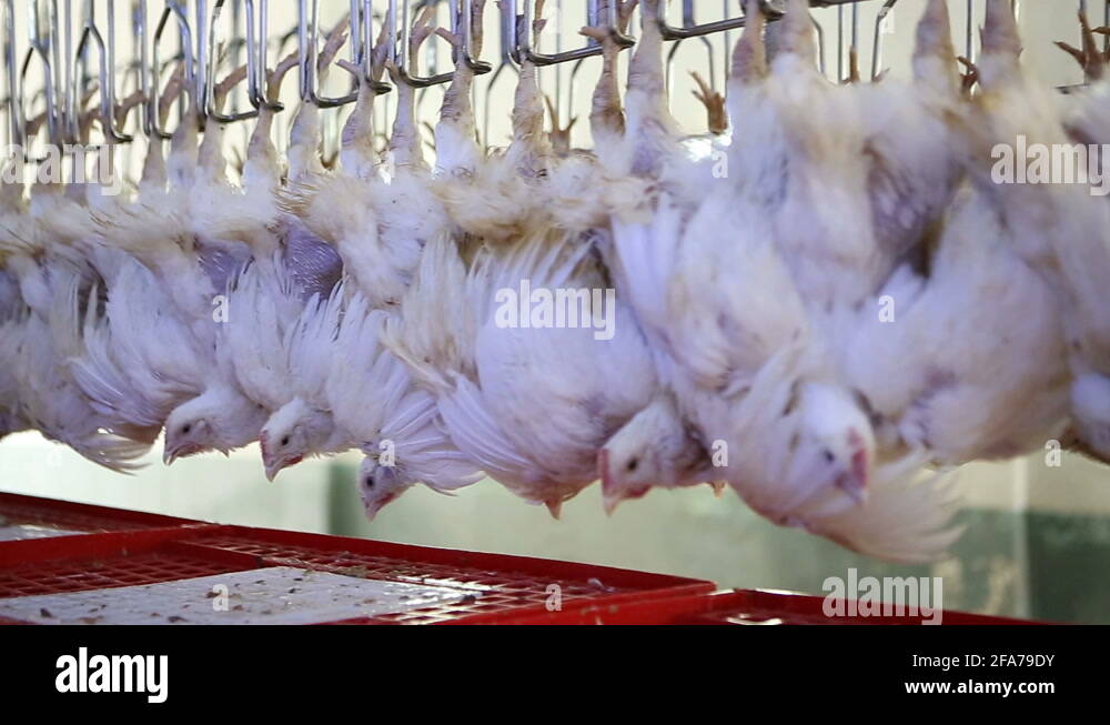 Chicken processing line at poultry farm Stock Video Footage - Alamy