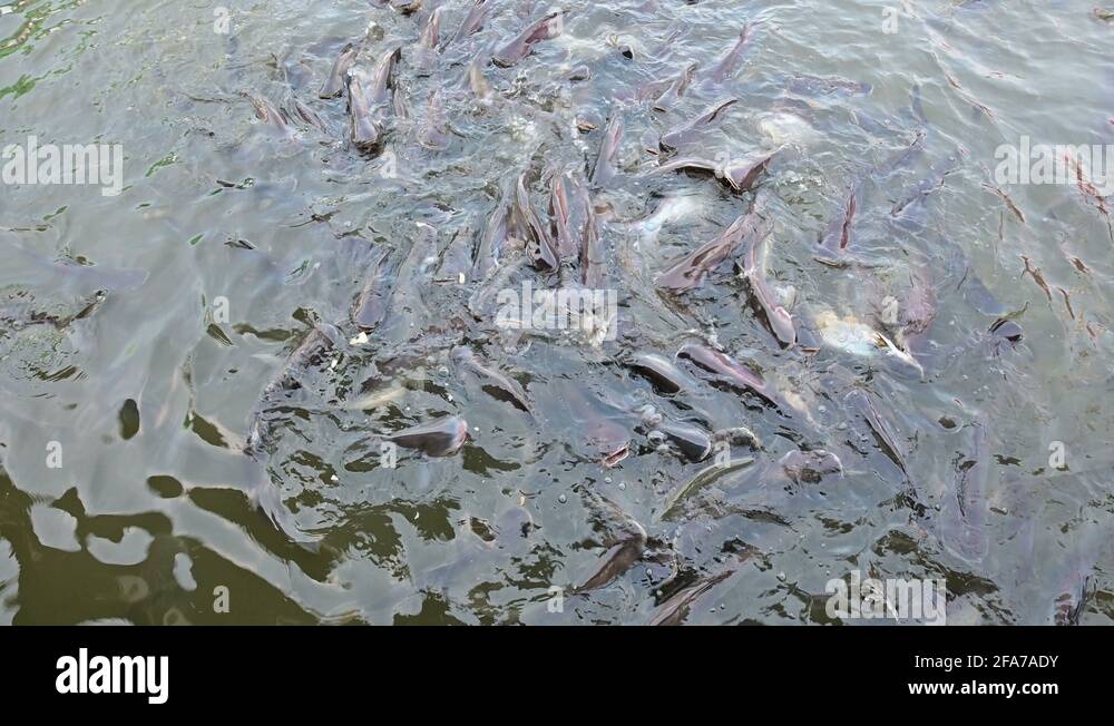 4K Crowd of many pangasius fish eat a food in river when feed Stock ...