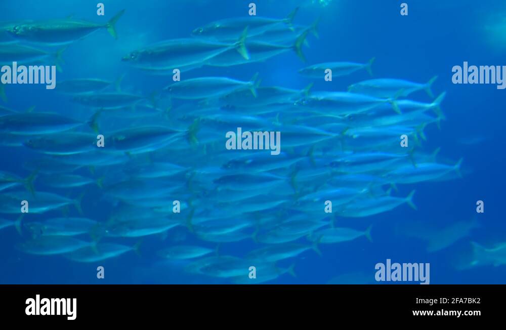 beautiful shoals of fish deep underwater world oceanarium aquarium 4k ...