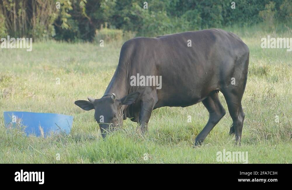 Neck in rope Stock Videos & Footage - HD and 4K Video Clips - Alamy