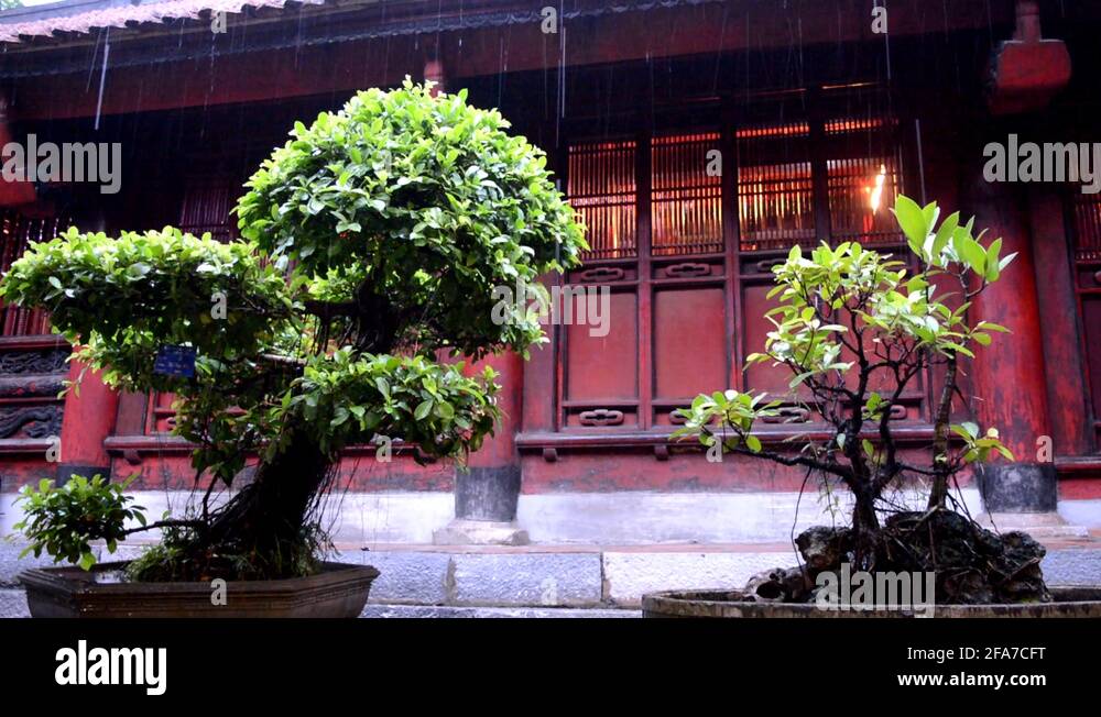 Temple building with bonsai Stock Videos & Footage - HD and 4K Video ...