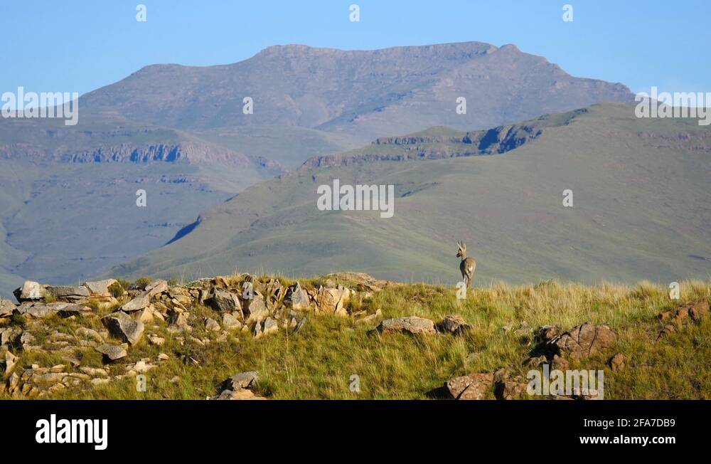 Rhebok drakensberg Stock Videos & Footage - HD and 4K Video Clips - Alamy