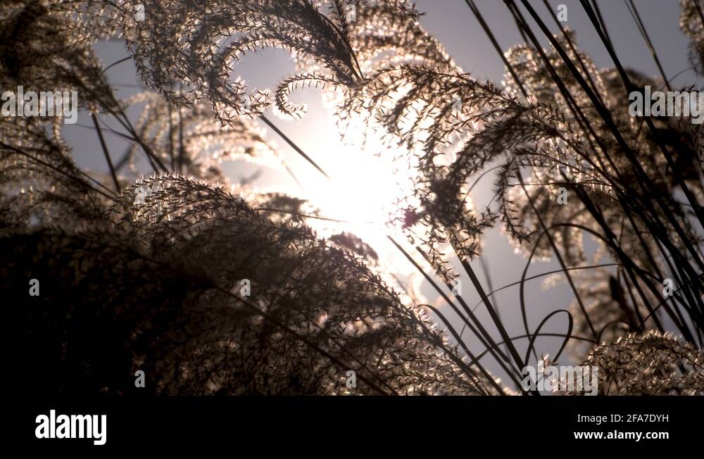 Korean reed grass Stock Videos & Footage - HD and 4K Video Clips - Alamy