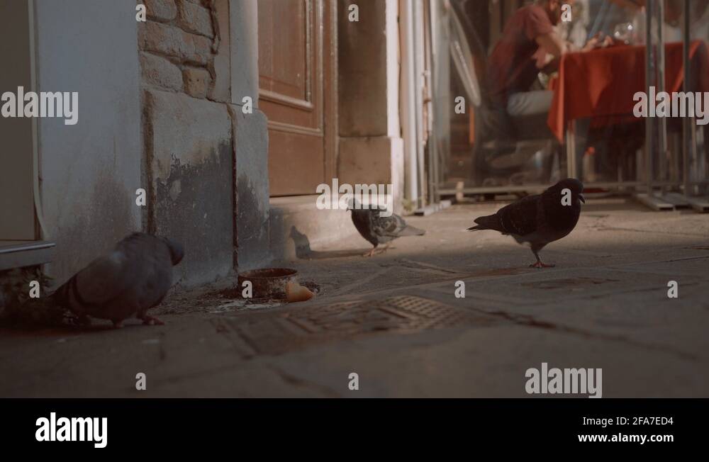 Dove doves venice italy Stock Videos & Footage - HD and 4K Video Clips ...