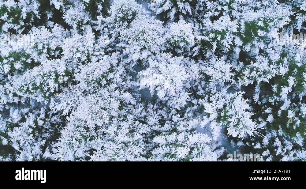 Circle trees aerial Stock Videos & Footage - HD and 4K Video Clips - Alamy