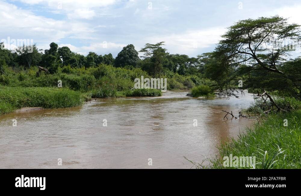 Ishasha Stock Videos & Footage - HD and 4K Video Clips - Alamy