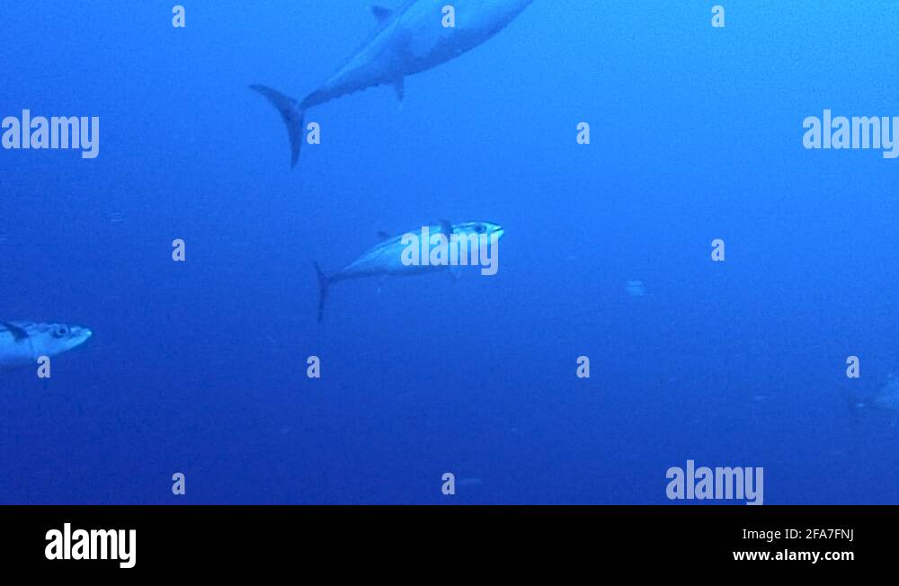 Big 5 species Stock Videos & Footage - HD and 4K Video Clips - Alamy