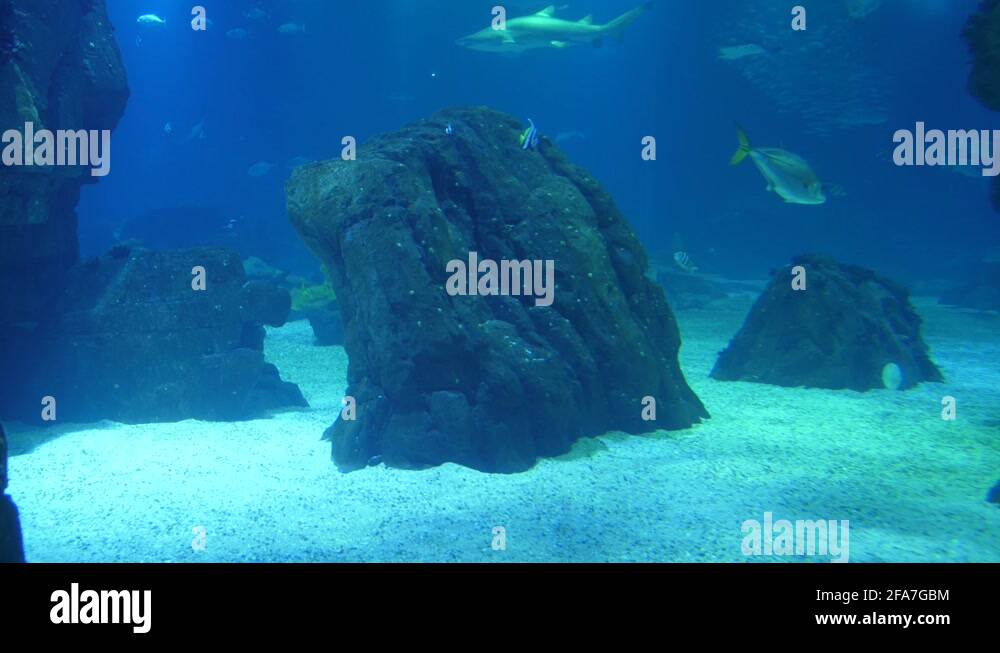 Shark fish shoals Stock Videos & Footage - HD and 4K Video Clips - Alamy