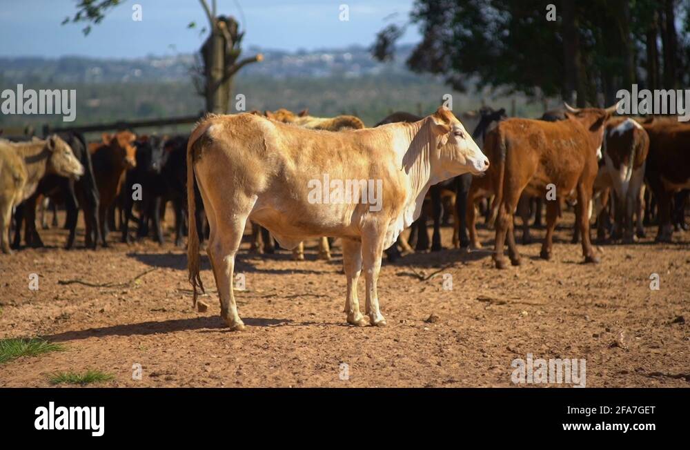 Cow standing Stock Videos & Footage - HD and 4K Video Clips - Alamy
