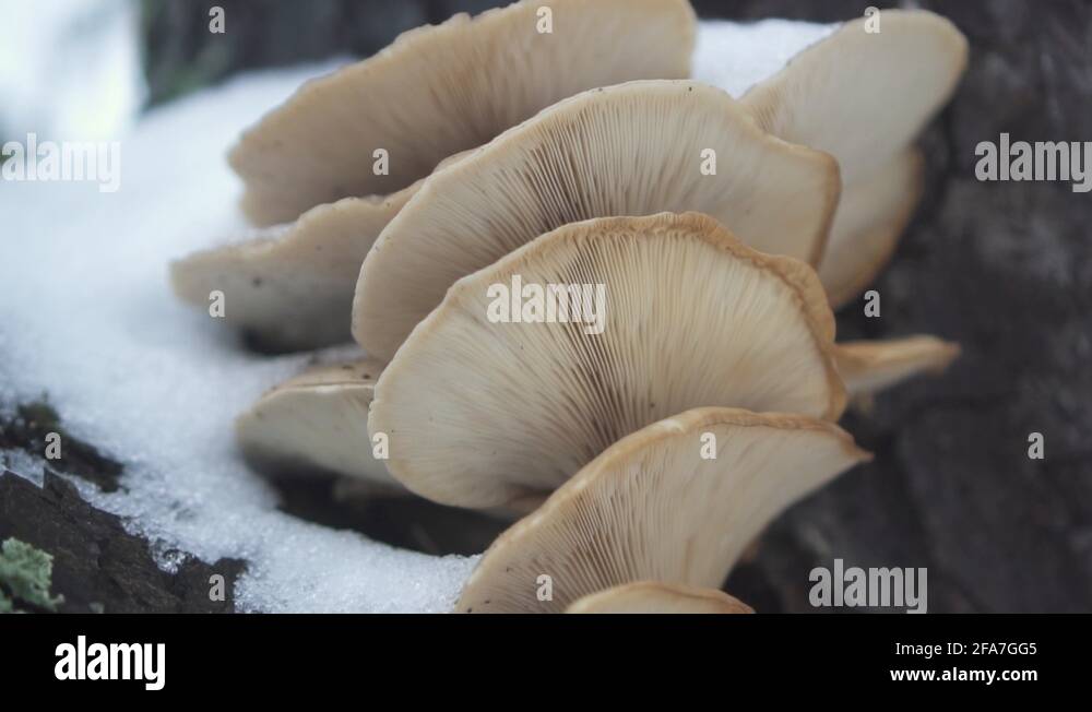 Snow on mushrooms Stock Videos & Footage - HD and 4K Video Clips - Alamy