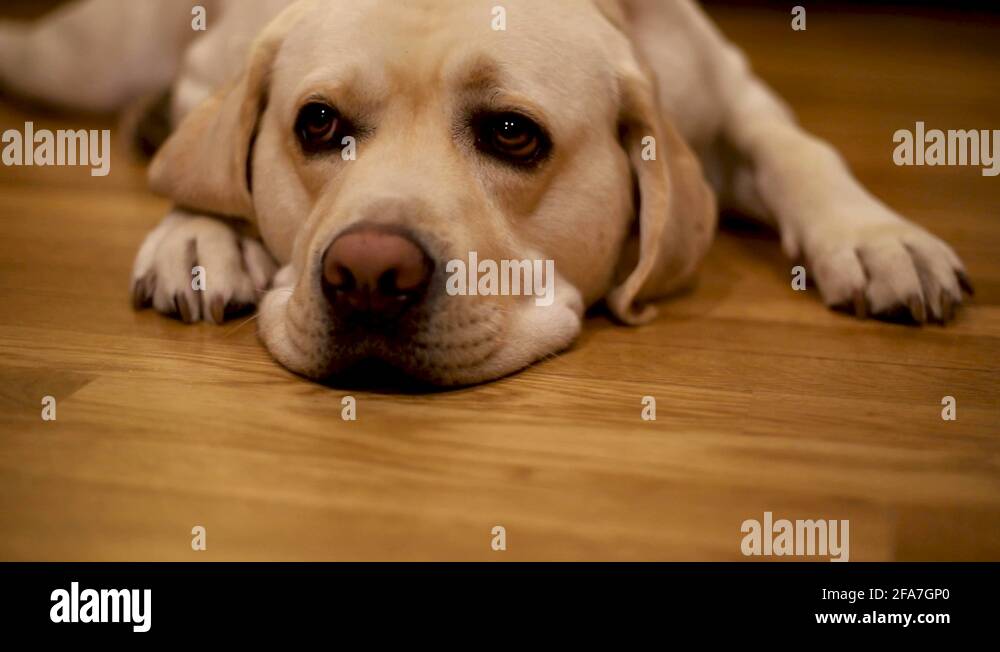 Lab paws Stock Videos & Footage - HD and 4K Video Clips - Alamy