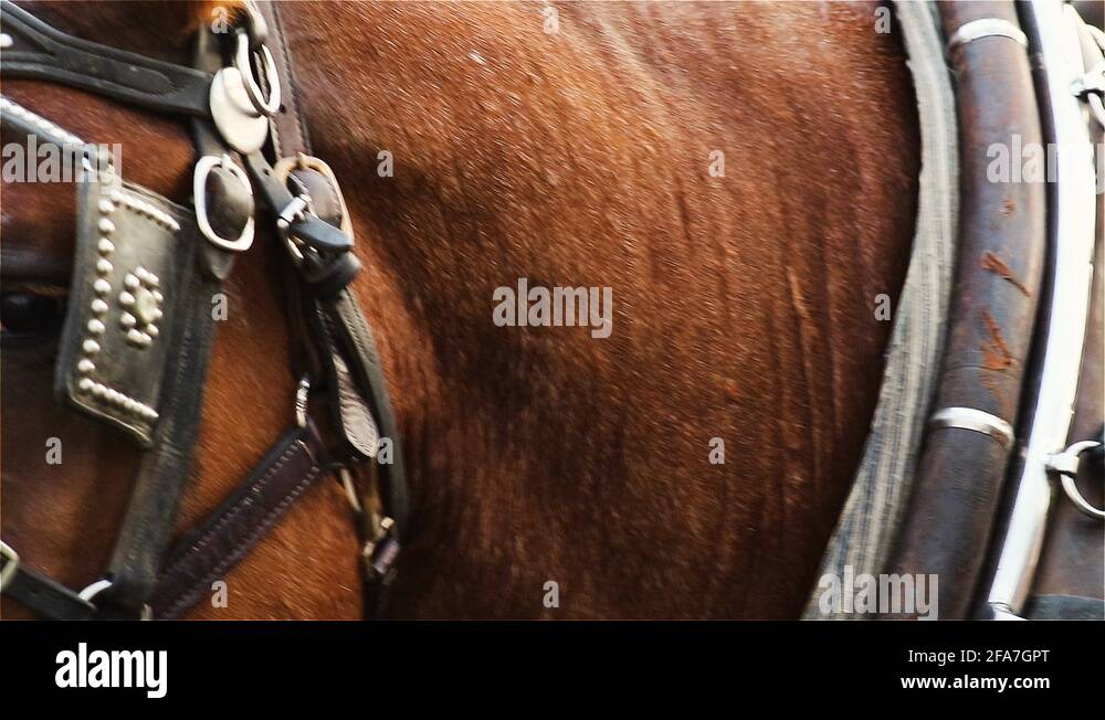 Bridled horse Stock Videos & Footage - HD and 4K Video Clips - Alamy