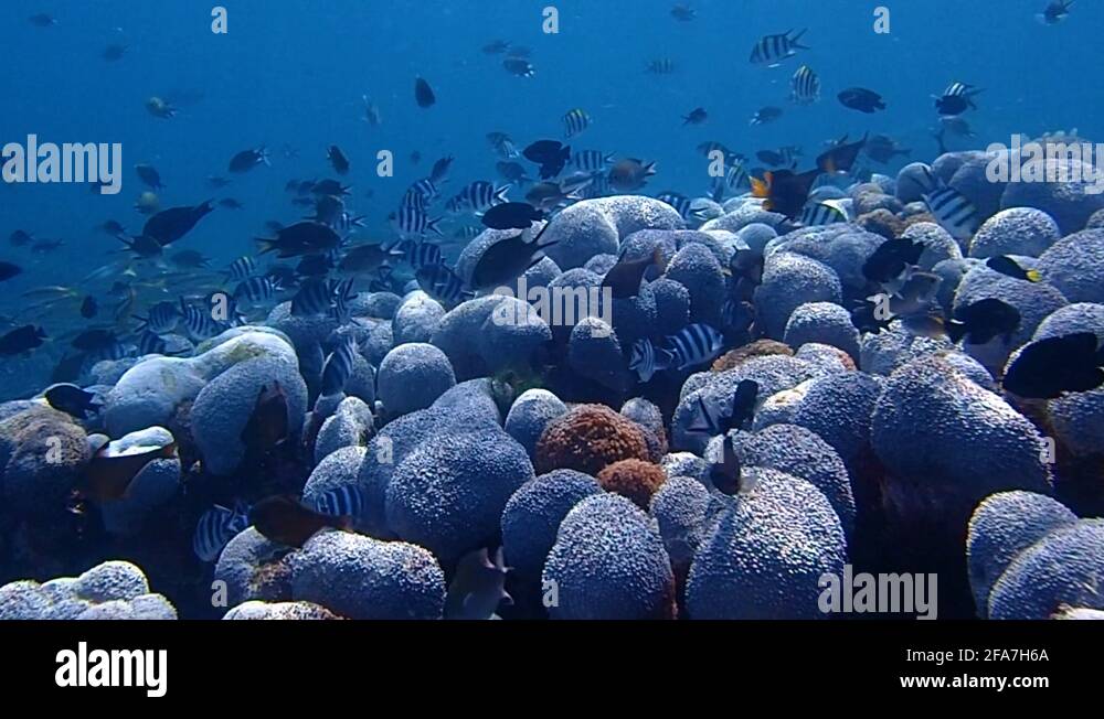 Coral reef filled with reef fish of different species. Camera is ...