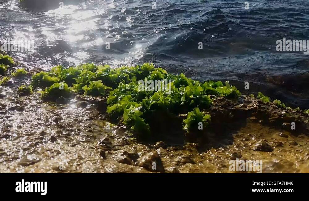Latakia Stock Videos & Footage - HD and 4K Video Clips - Alamy