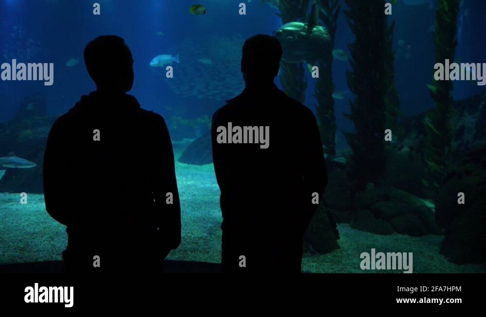silhouettes people observing fish species oceanarium aquarium slow ...