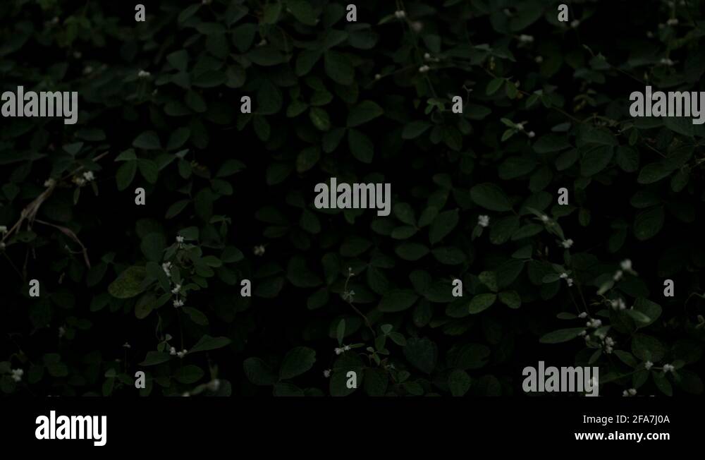 Straight leaves Stock Videos & Footage - HD and 4K Video Clips - Alamy