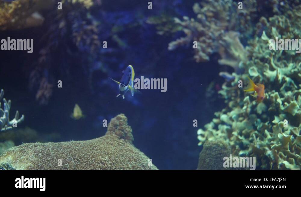 Species powder Stock Videos & Footage - HD and 4K Video Clips - Alamy