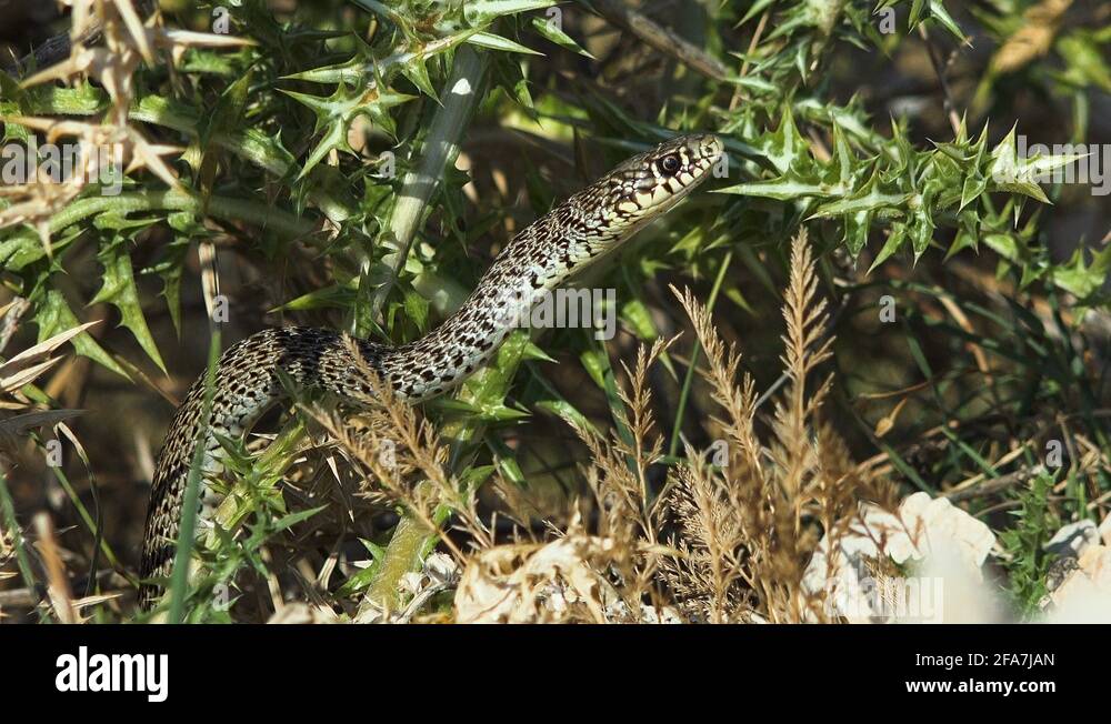 Balkan whip snake whip snake Stock Videos & Footage - HD and 4K Video ...