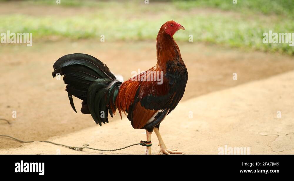 Asian rooster Stock Videos & Footage - HD and 4K Video Clips - Alamy