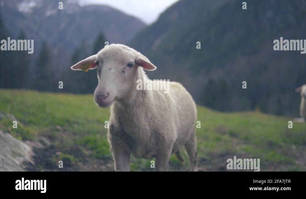 Mud sheep Stock Videos & Footage - HD and 4K Video Clips - Alamy