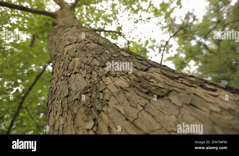 Bark maple tree close Stock Videos & Footage - HD and 4K Video Clips ...
