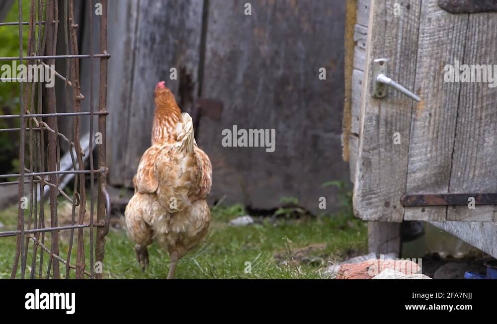 Hen hen Stock Videos & Footage - HD and 4K Video Clips - Alamy