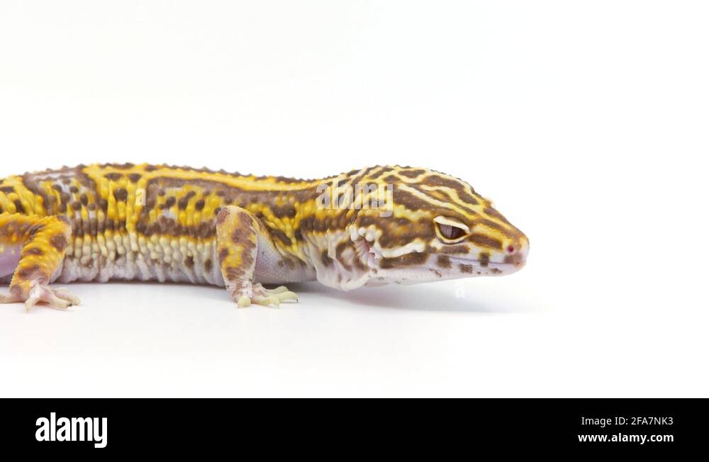 Medium profile shot of a leopard gecko on a white studio background ...