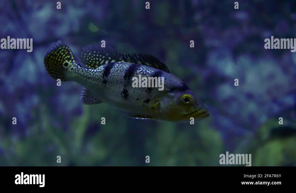 Sea reef fish Stock Videos & Footage - HD and 4K Video Clips - Alamy