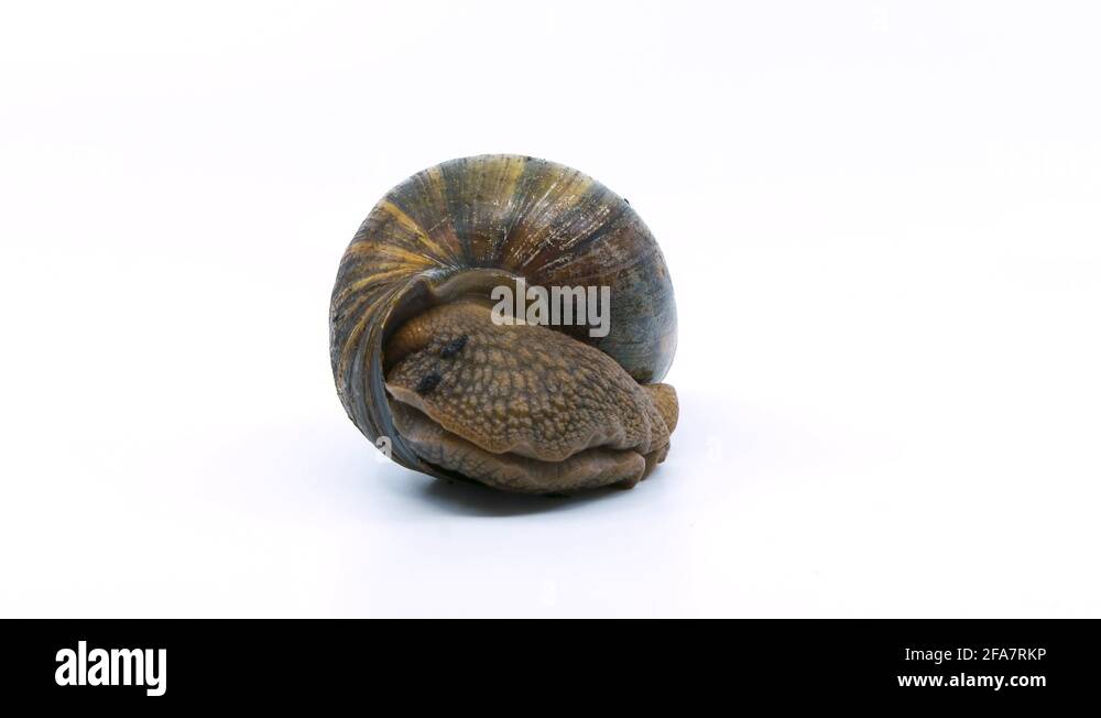 Giant African Snail hiding in its shell emerges and stretches out Stock ...