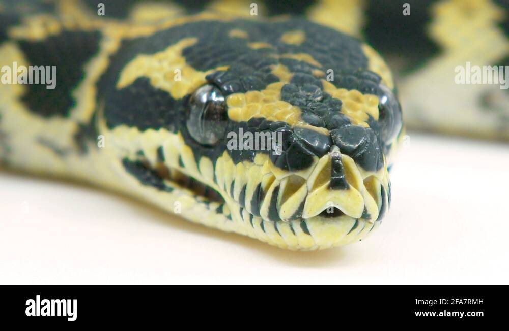 Ball of snakes Stock Videos & Footage - HD and 4K Video Clips - Alamy