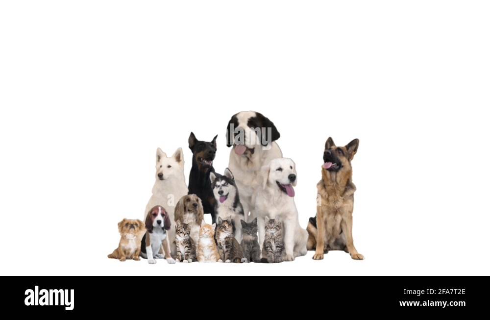 Collage dogs cat cat Stock Videos & Footage - HD and 4K Video Clips - Alamy