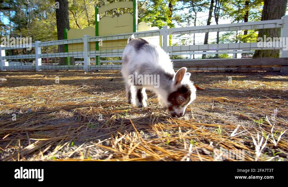 Boer goat eating Stock Videos & Footage - HD and 4K Video Clips - Alamy