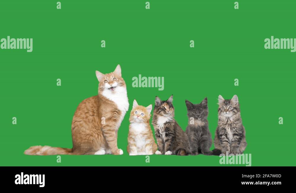 Green screen cat Stock Videos & Footage - HD and 4K Video Clips - Alamy