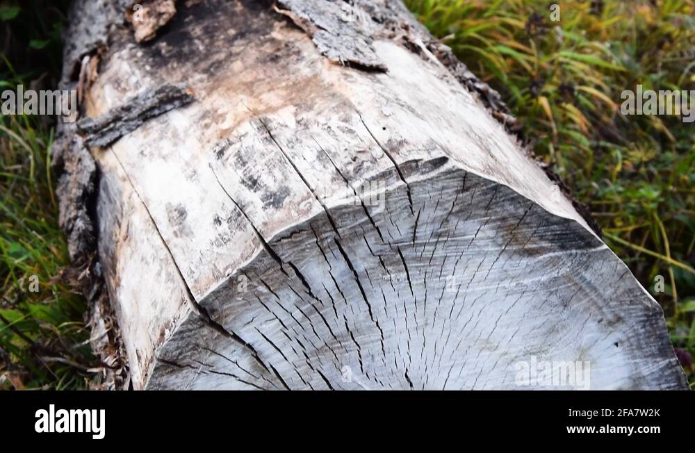 Cuted wood Stock Videos & Footage - HD and 4K Video Clips - Alamy