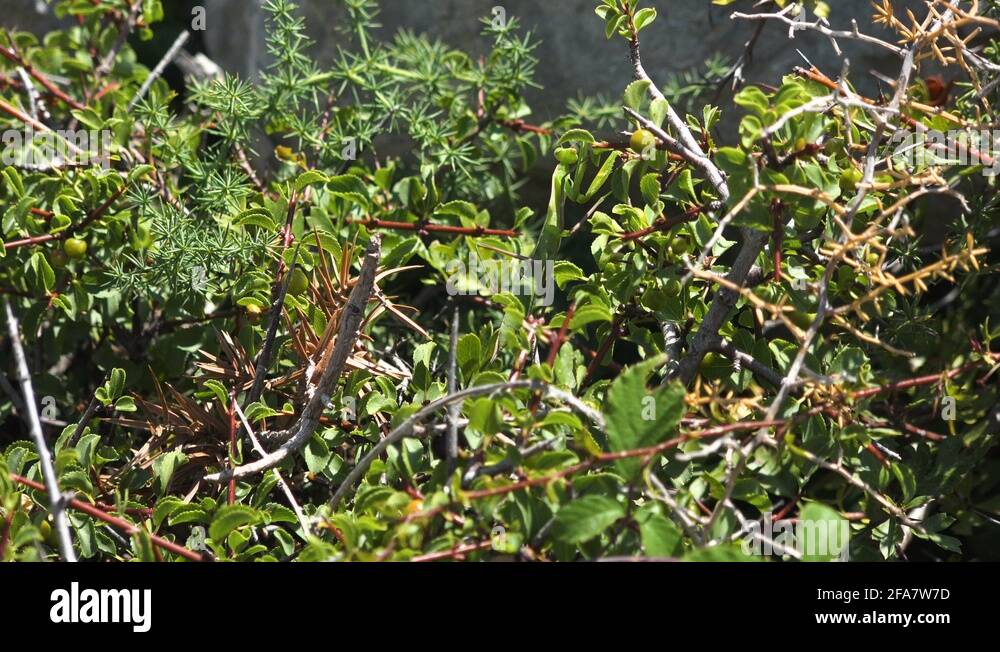 Beautiful mantis Stock Videos & Footage - HD and 4K Video Clips - Alamy