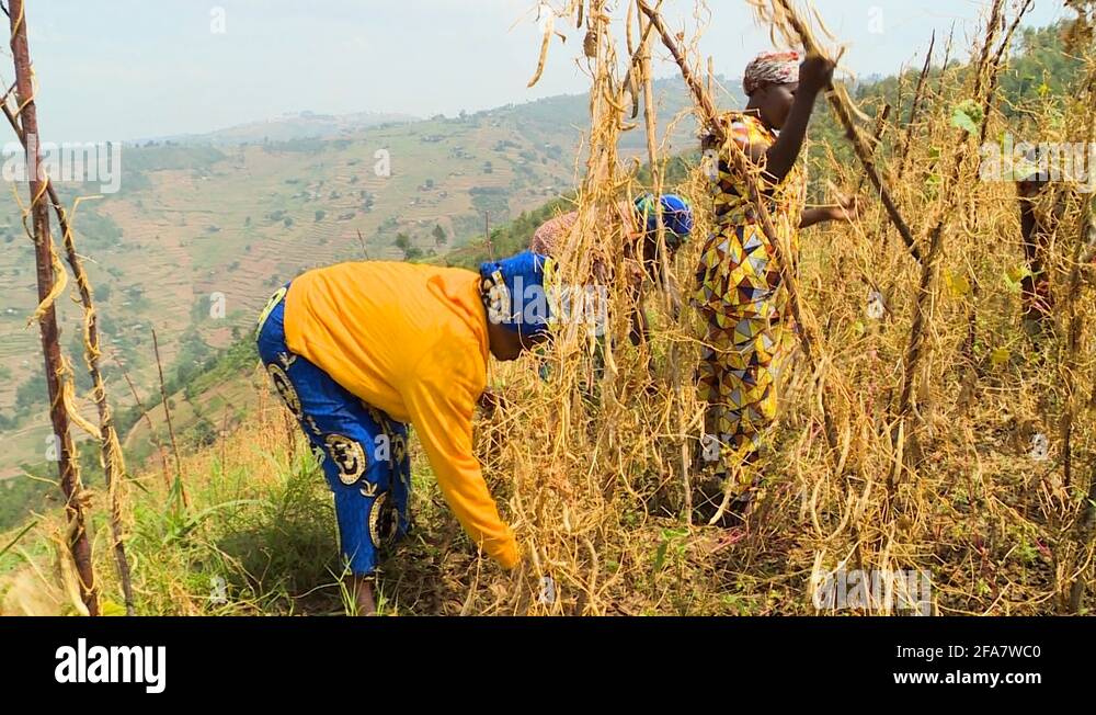 Hand in a field Stock Videos & Footage - HD and 4K Video Clips - Alamy