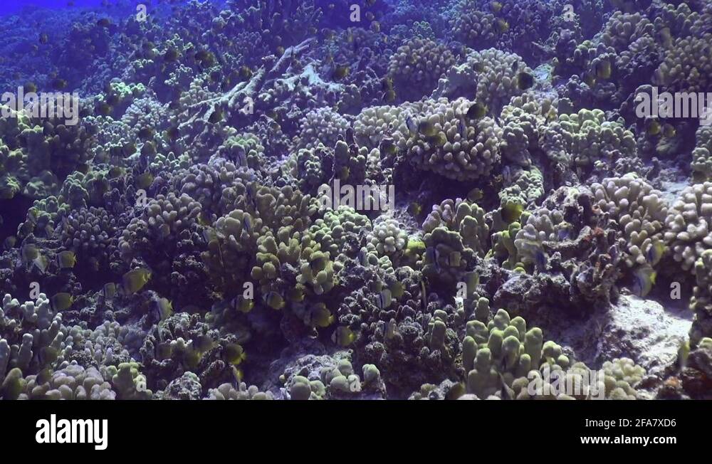 Juvenile reef fish Stock Videos & Footage - HD and 4K Video Clips - Alamy