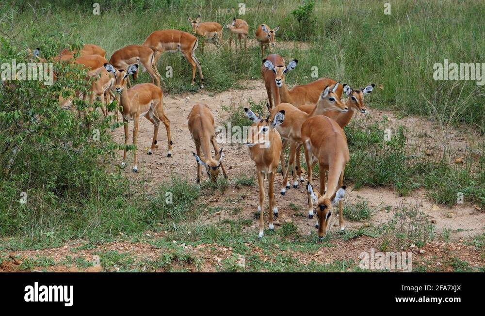 National animal of uganda Stock Videos & Footage - HD and 4K Video ...