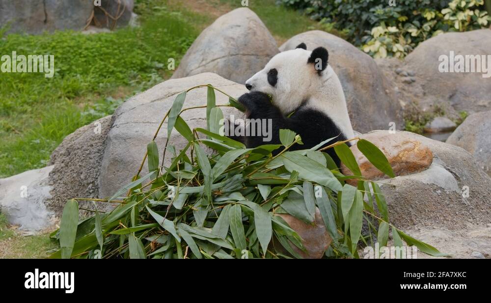 Bamboo tree roots Stock Videos & Footage - HD and 4K Video Clips - Alamy