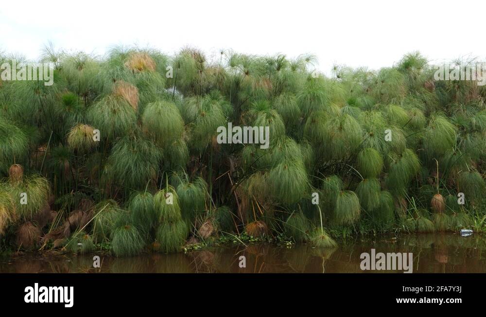 Papyrus plants Stock Videos & Footage - HD and 4K Video Clips - Alamy