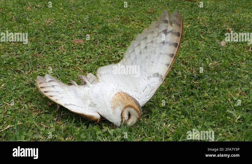 Dead owl Stock Videos & Footage - HD and 4K Video Clips - Alamy