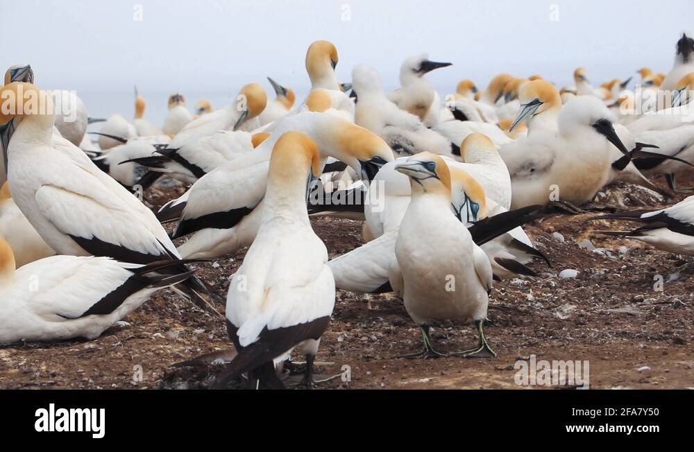 New zealand gannet Stock Videos & Footage - HD and 4K Video Clips - Alamy